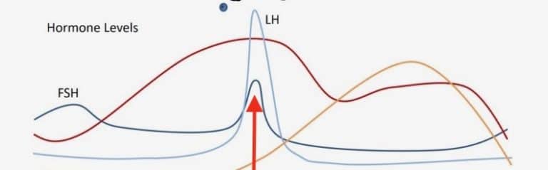 Pregnancy and FSH Levels: Understanding A Crappy Fertility Test!